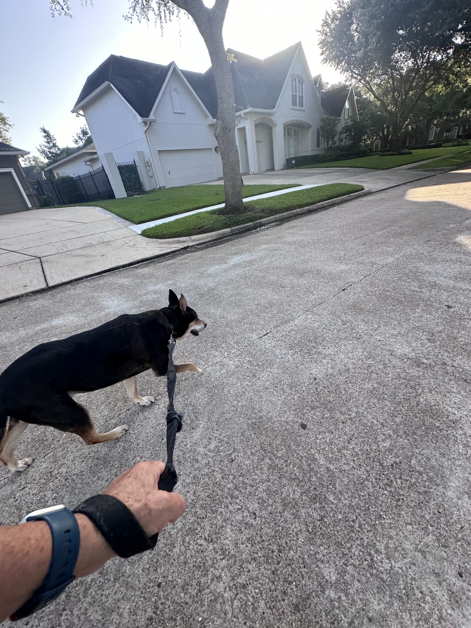 Why Regular Exercise is Vital for Daytime-Homebound Dogs