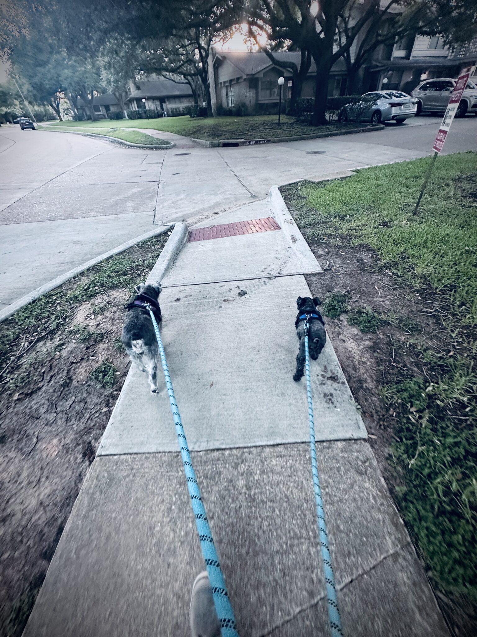 Why Regular Exercise is Vital for Daytime-Homebound Dogs