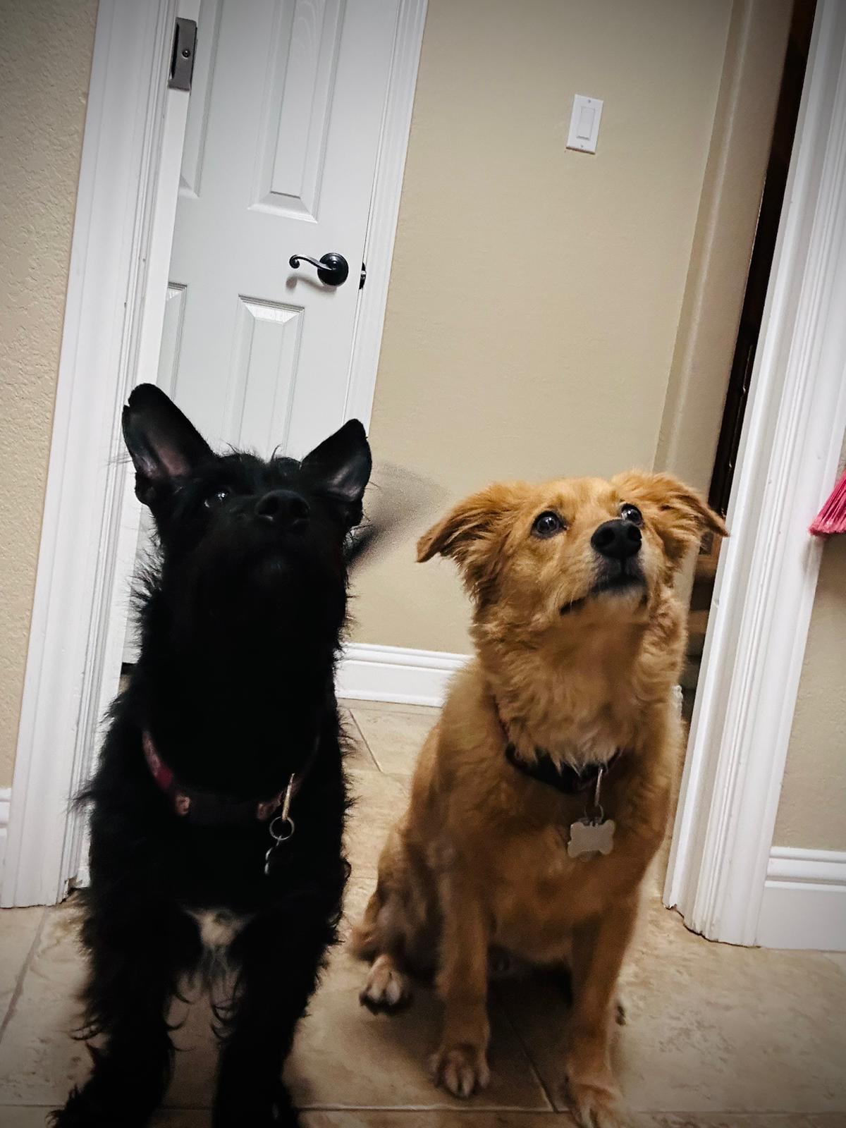 5 Key Benefits of Hiring a Professional Dog Walker in Rosenberg